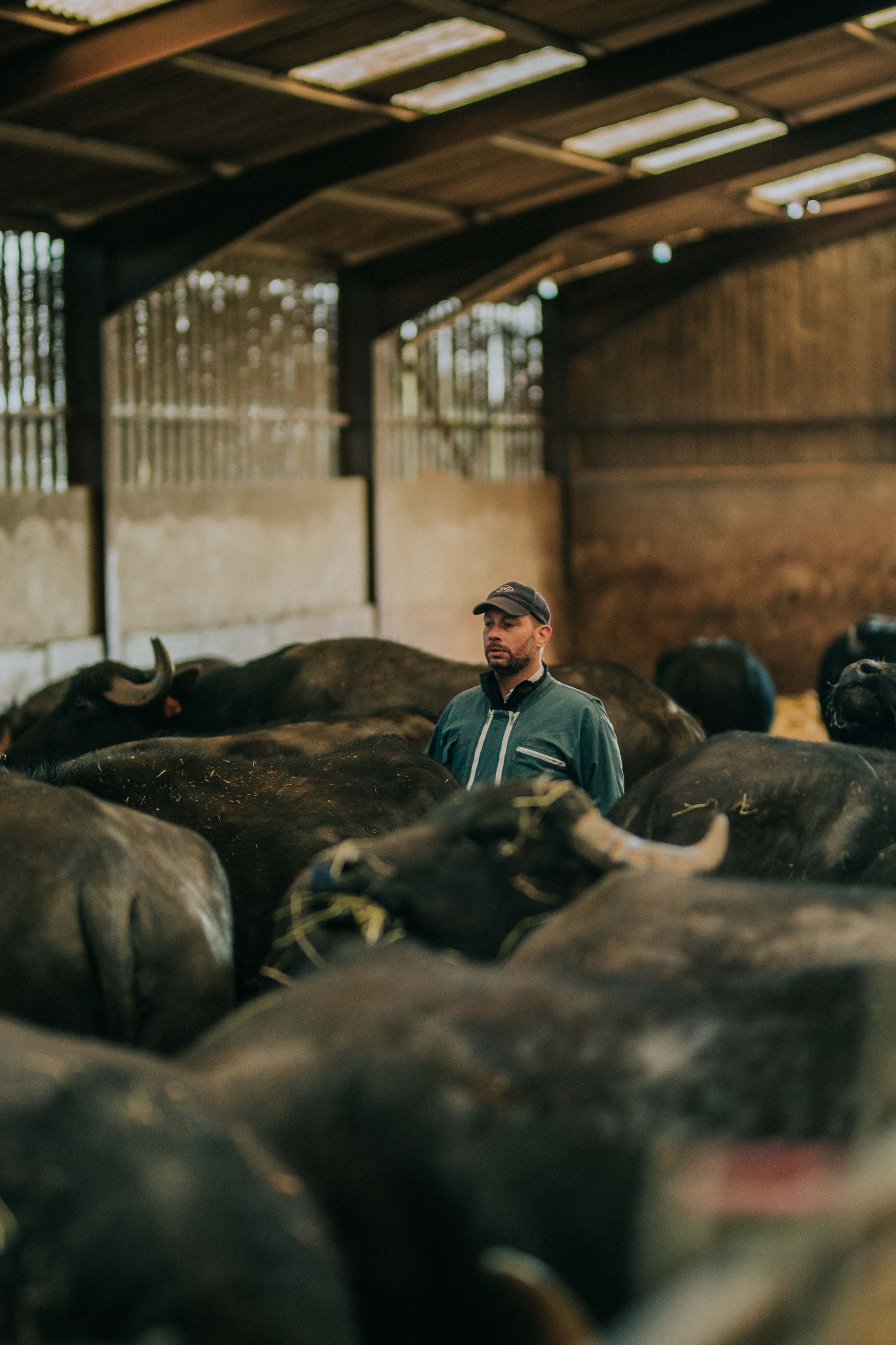 Le domaine des Bufflones - Studio Kino